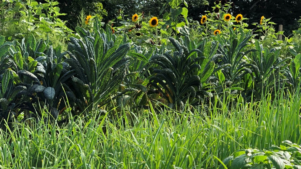 4 Vegetable Garden Layout Designs to Consider – Architectural Digest ...