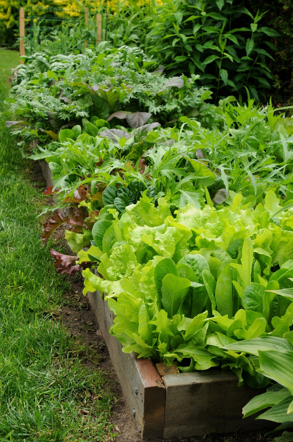 4 Vegetable Garden Layout Designs to Consider – Architectural Digest ...