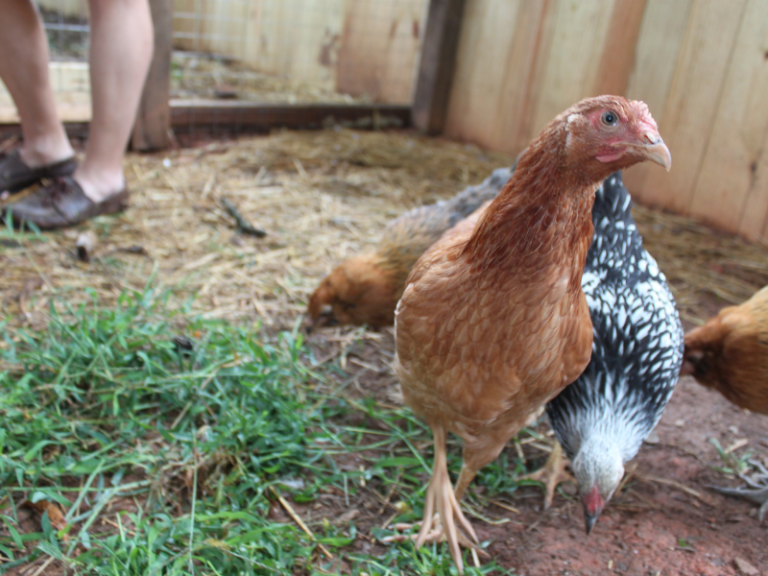 What is Urban Farming and is it Profitable? – Gardening Exercise Benefits