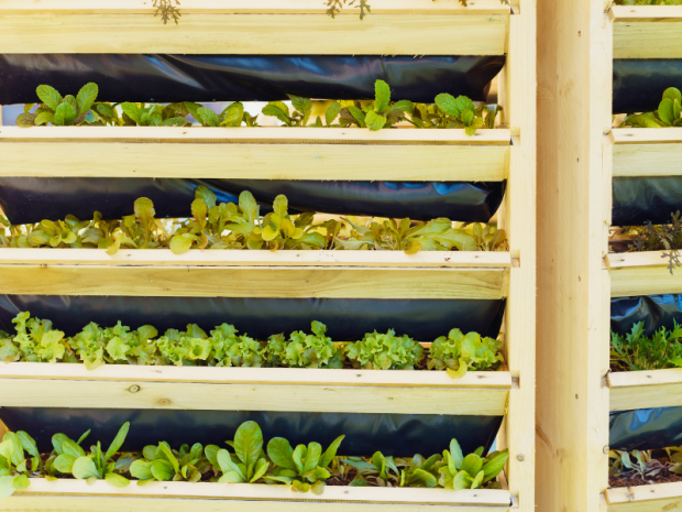 What is Urban Farming and is it Profitable? – Gardening Exercise Benefits