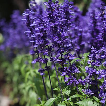 The 20 Most Beautiful Perennial Flowers to Plant in Your Garden ...