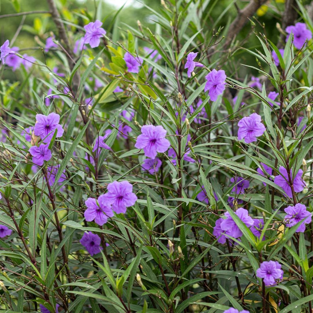 Why We’ve Fallen for ‘Swathe Planting’ — The Low-Maintenance Flower Bed ...
