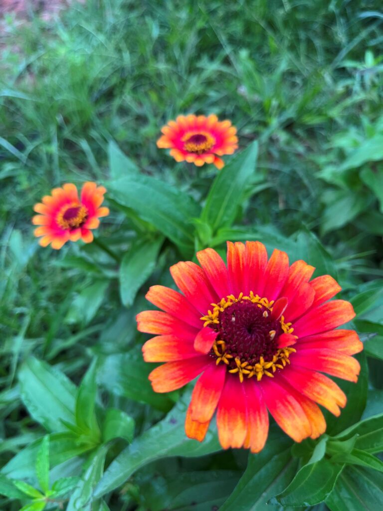 Spring Guide 2024: Summer garden flowers coming into season – The ...