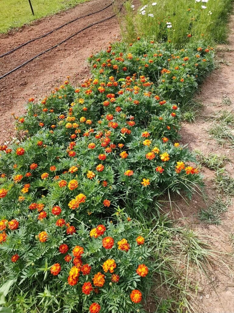 Spring Guide 2024: Summer garden flowers coming into season – The ...