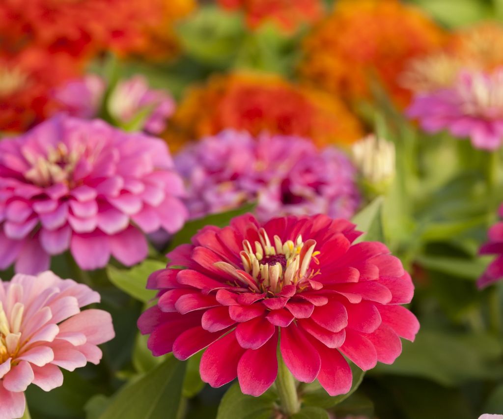 What are cut-and-come-again flowers? Advice from a professional ...
